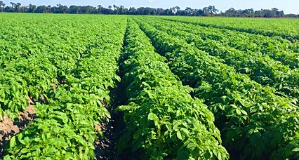 Panduan Teknis Budidaya Tanaman Kentang (Solanum tubersum.L ...