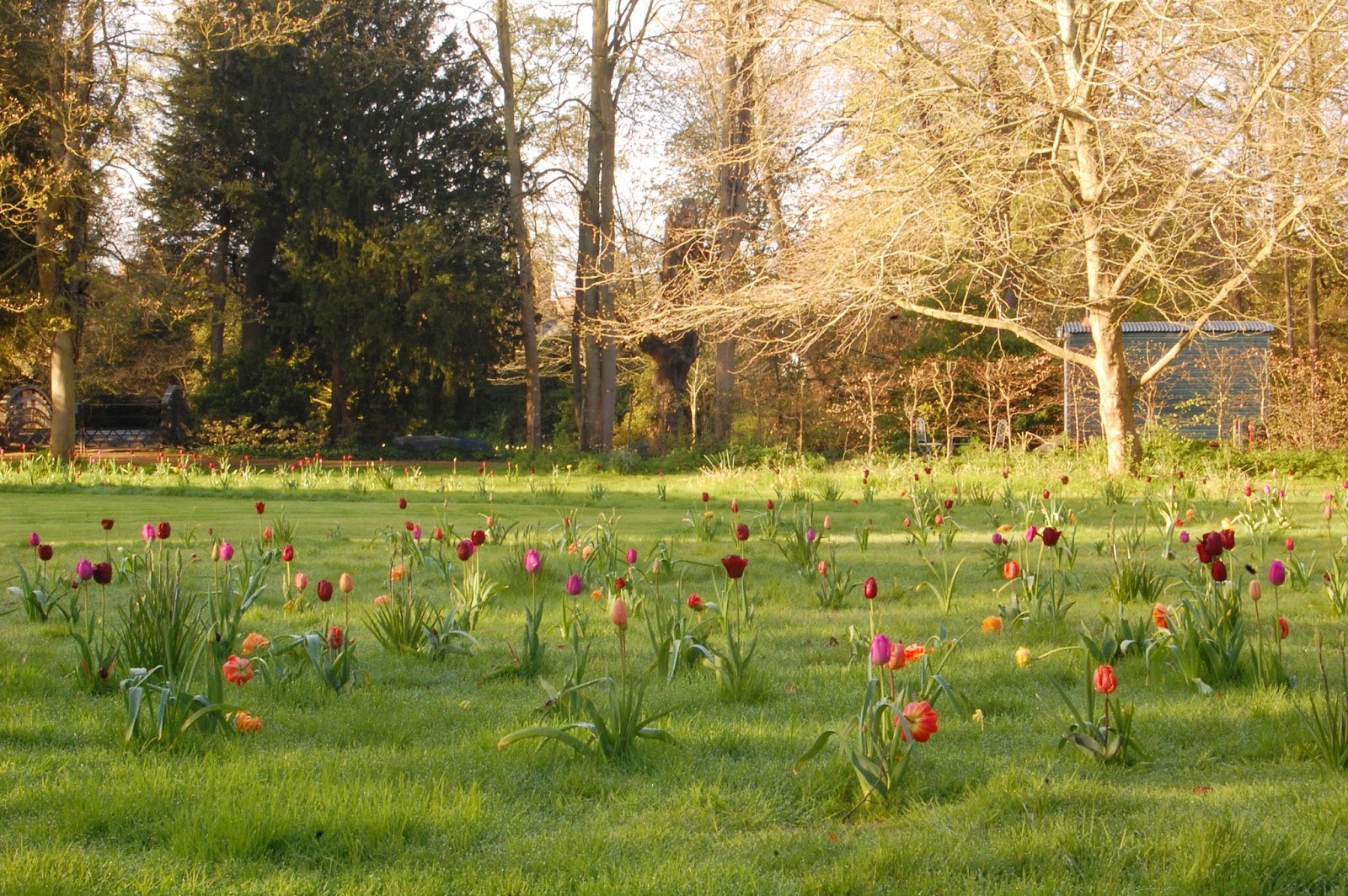Worcester College Gardeners 2009-2018: The Triumph Of This Year's Tulip ...