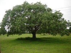 Cuentos cortos infantiles: La leyenda del Timbó