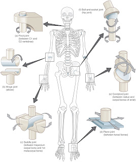 SKELETON AND MOVEMENTS | BİYOLOJİ OKULU