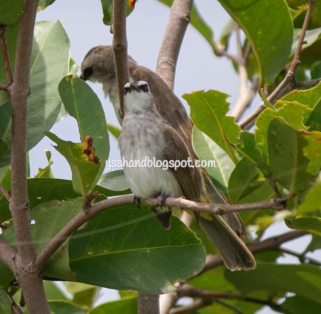 CARA MEMBEDAKAN BURUNG TRUCUKAN JANTAN DAN BETINA DENGAN MUDAH