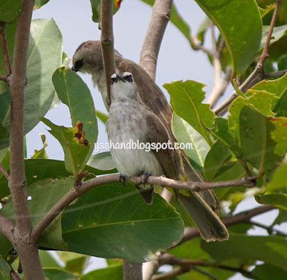 CARA MEMBEDAKAN BURUNG TRUCUKAN JANTAN DAN BETINA DENGAN MUDAH