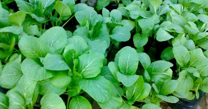 Cara Mudah Budidaya Sawi Hijau di Polybag Mudah Hemat Tempat dan Praktis | -Petani TOP-