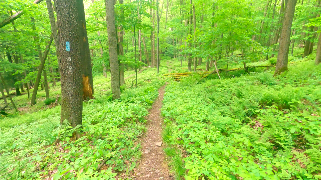 Hiking Allegheny National Forest - [Tracy Ridge Trail System]