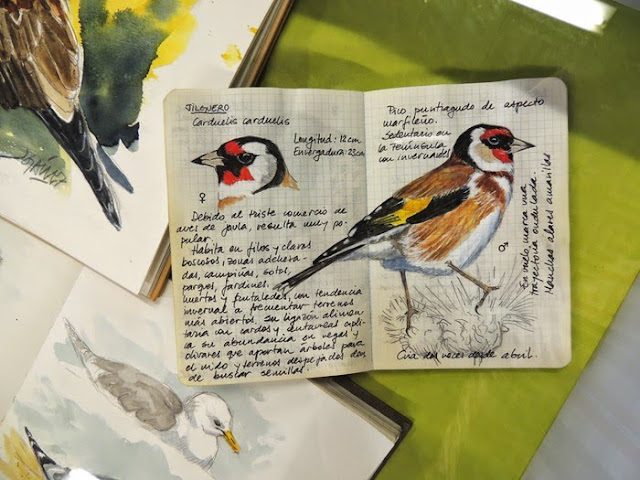 Aquí pintas mucho...: Cómo hacer un cuaderno de campo estando confinado