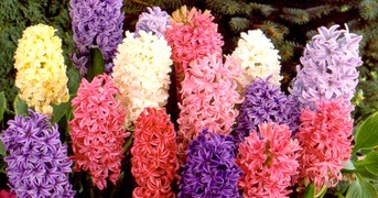 Garden Guy Hawaii: Hyacinth Flowers in Hawaii