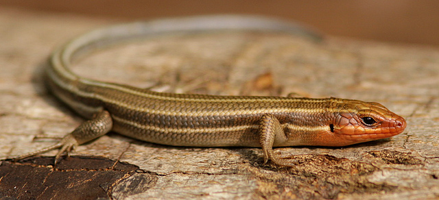 Springfield Plateau: Tale of a Skink