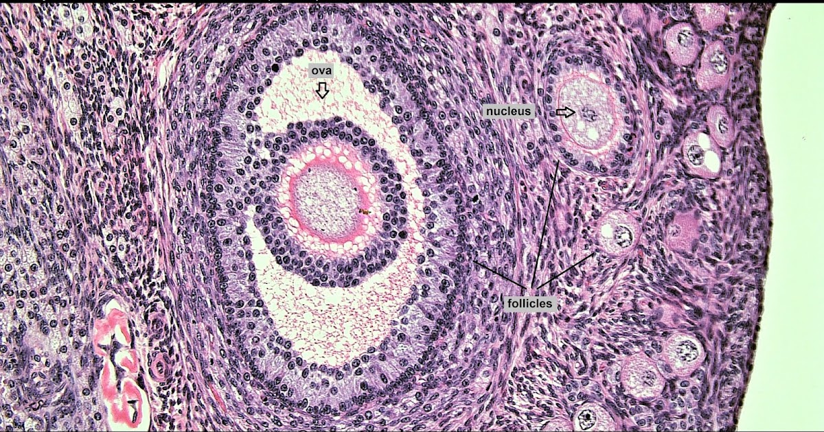 Motic Europe | Blog: Rabbits
