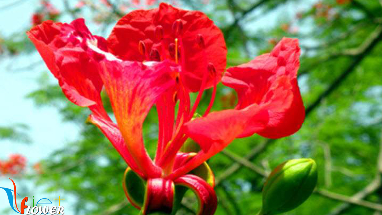 Ý nghĩa hoa phượng (hoa phượng vỹ)