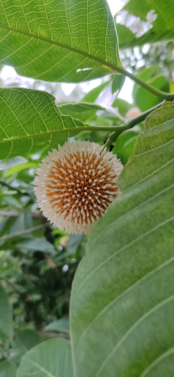 Kadamba Flower (Neolamarckia cadamba)