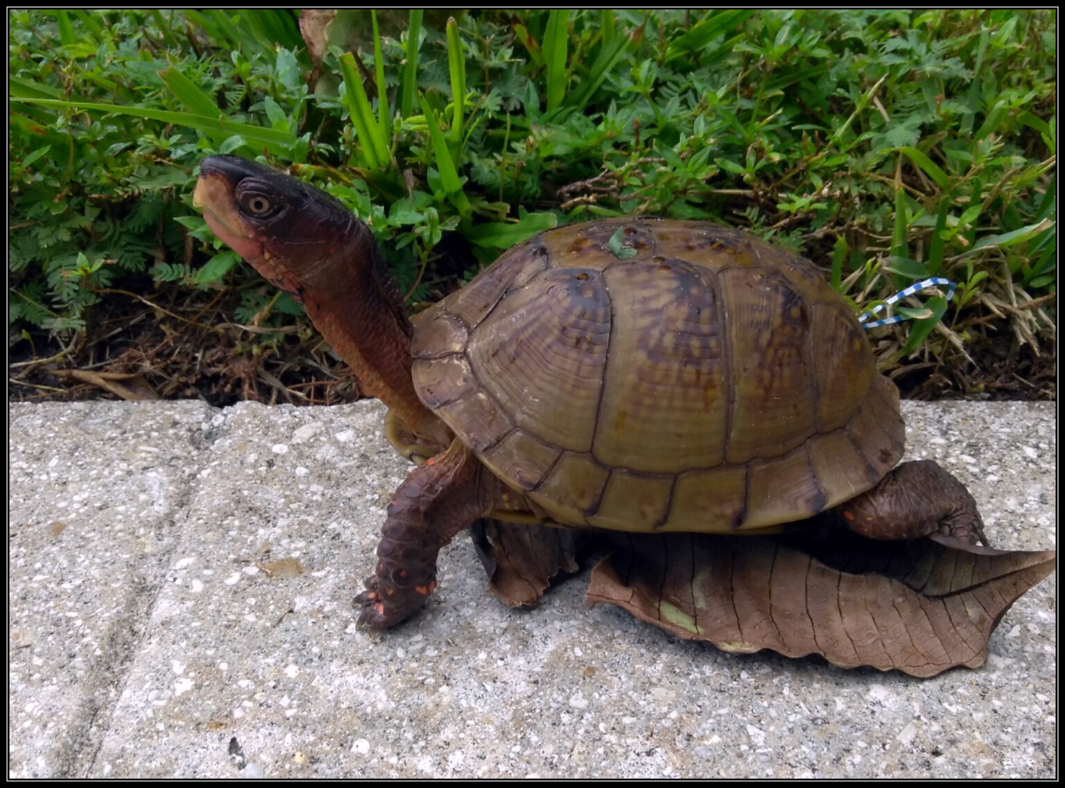 DIY Single Wheel to Two Wheel Wheelbarrow conversion