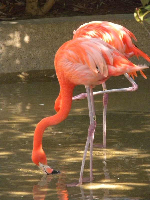 The Zoo Review: Species Fact Profile: American Flamingo (Phoenicopterus ...