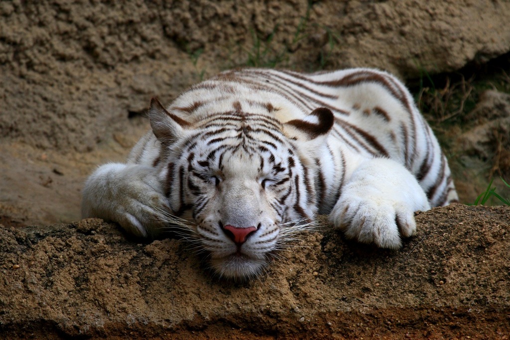 DEPREDADORES DE LA NATURALEZA