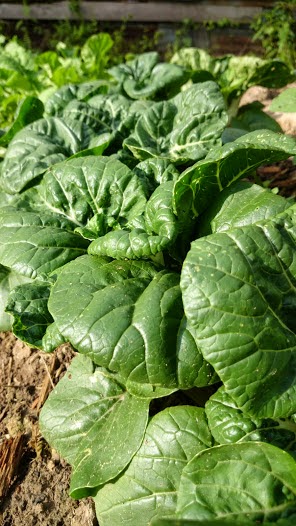 SAWI PUTIH KERINTING - Rangkuman Cara Bertanam Lengkap