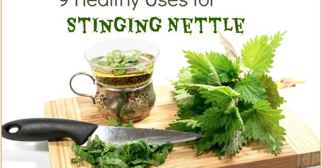 9 Amazing Benefits of Stinging Nettle