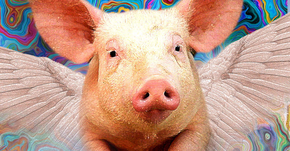 ARRA News Service Pigs Flying Too Close To The Sun arra-news-service-pigs-flying-too-close-to-the-sun