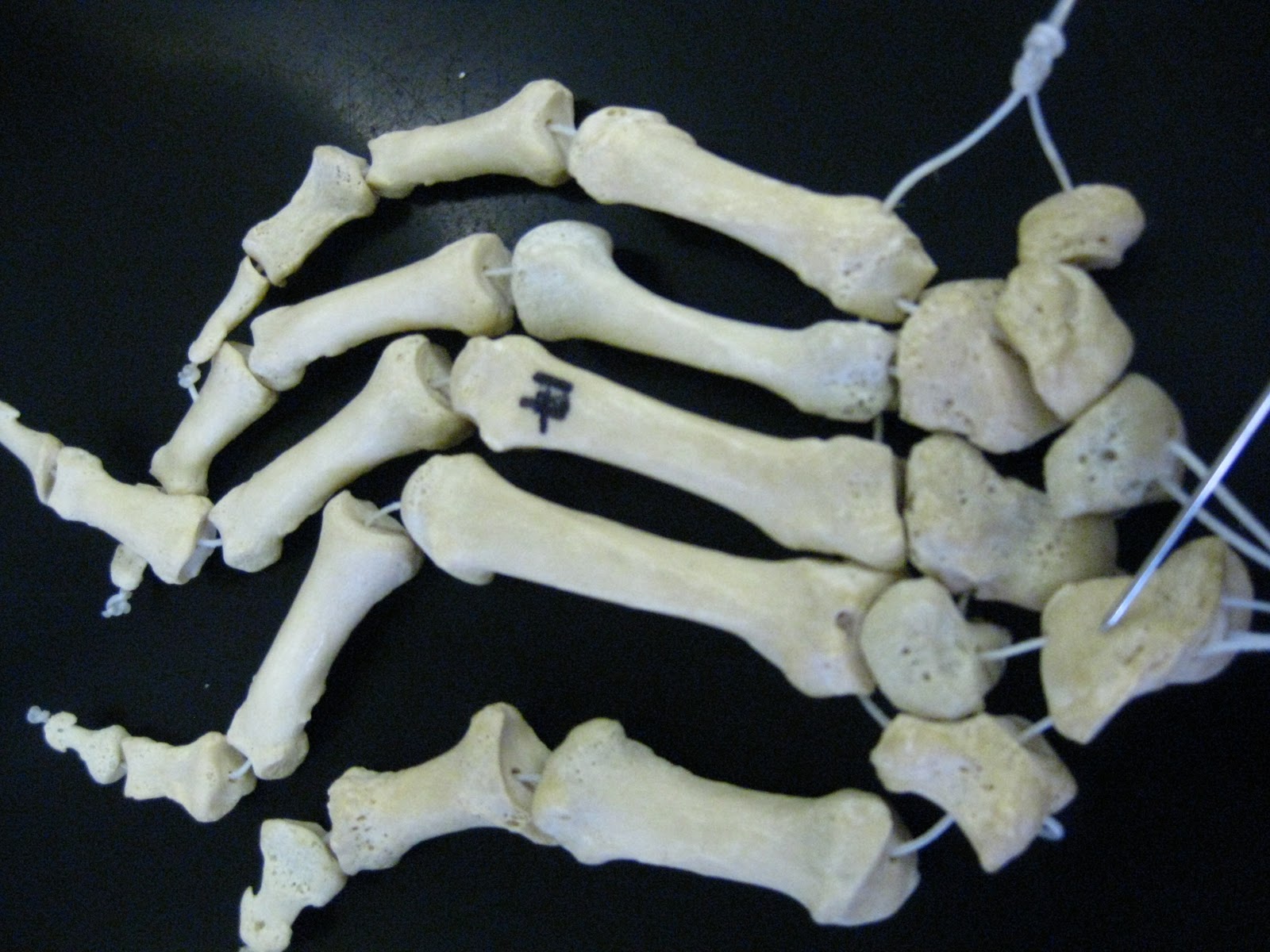 Boned: Human Skeleton - hand
