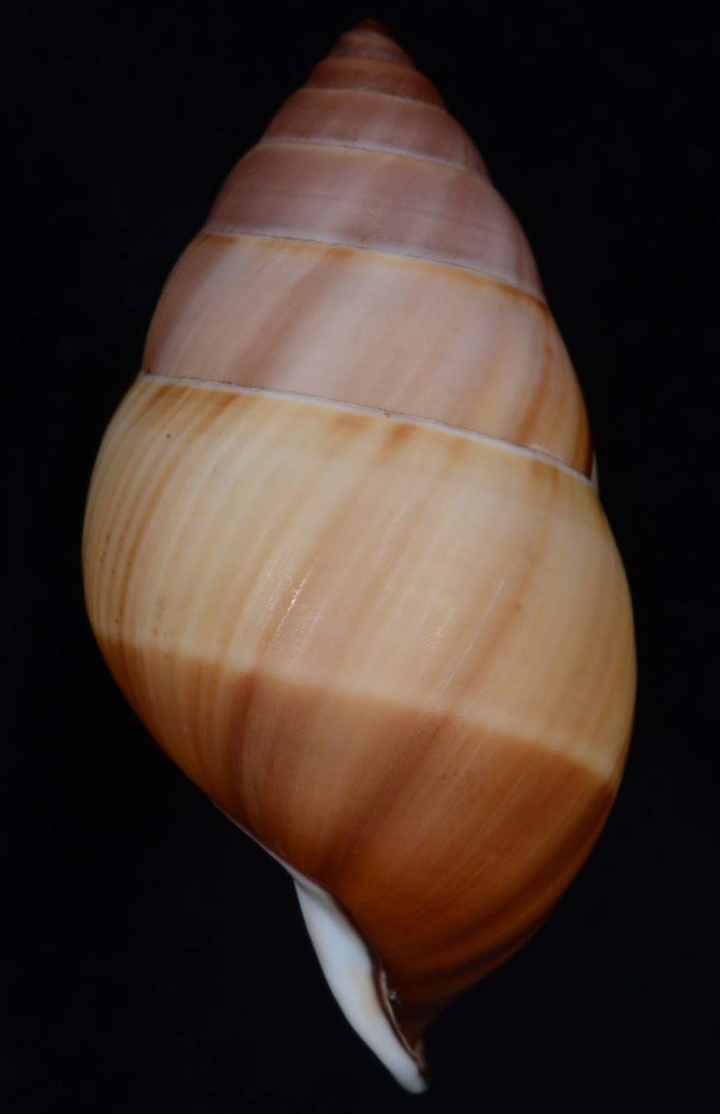 Dr. Lee's Gallery Museum: Amphidromus inversus annamiticus 45.97mm ...