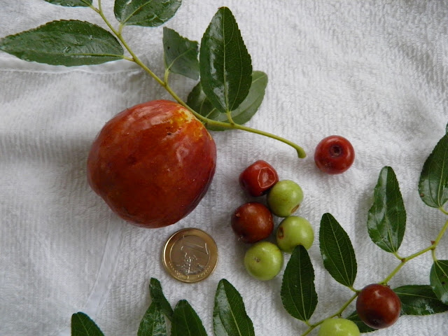 El Terrao - Dos urbanitas en el campo: EN OTOÑO MADURAN LAS AZUFAIFAS