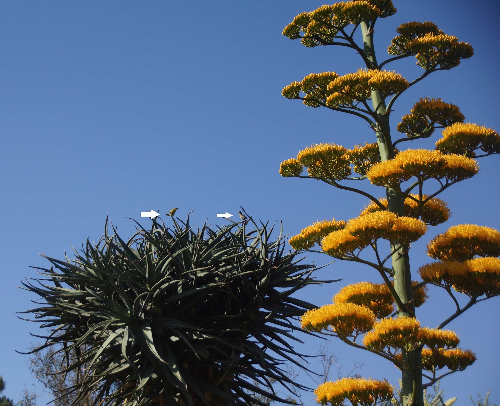 Family Visit To Brief Golden Tree/Roger's Has A New Vertical Planter