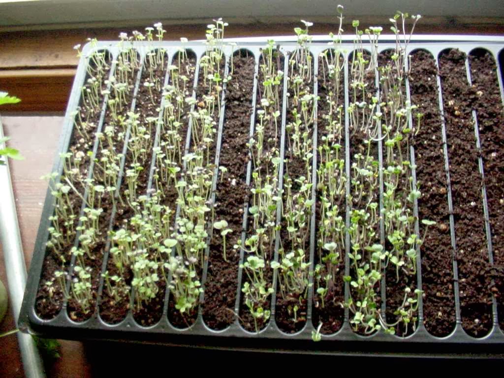 Gardening along the creek...: Growing Micro Greens and Health