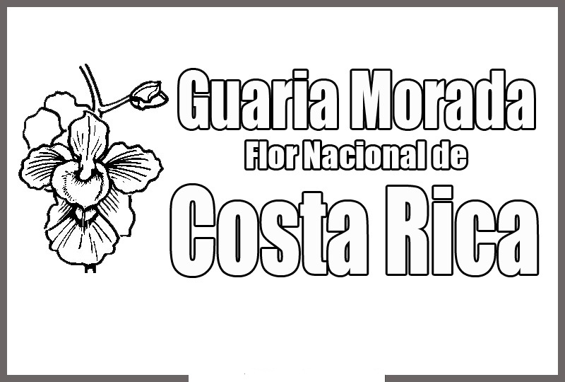 Dibujo de la Flor Nacional de Costa Rica para colorear - Dibujo Views