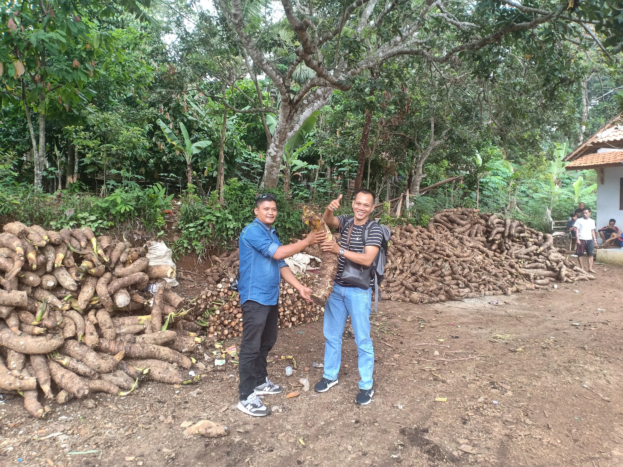 BIBIT TALAS BENENG, EKSPOR TALAS BENENG, EKSPOR DAUN TALAS BENENG