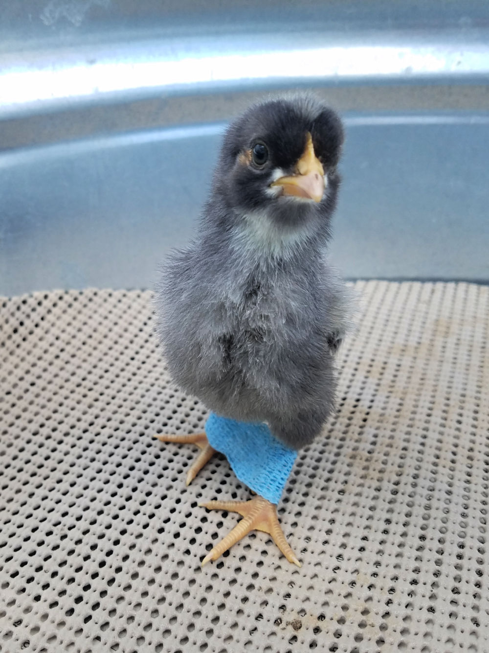 Spraddle Leg and Curled Toes in Baby Chicks | Prevention and Treatment ...