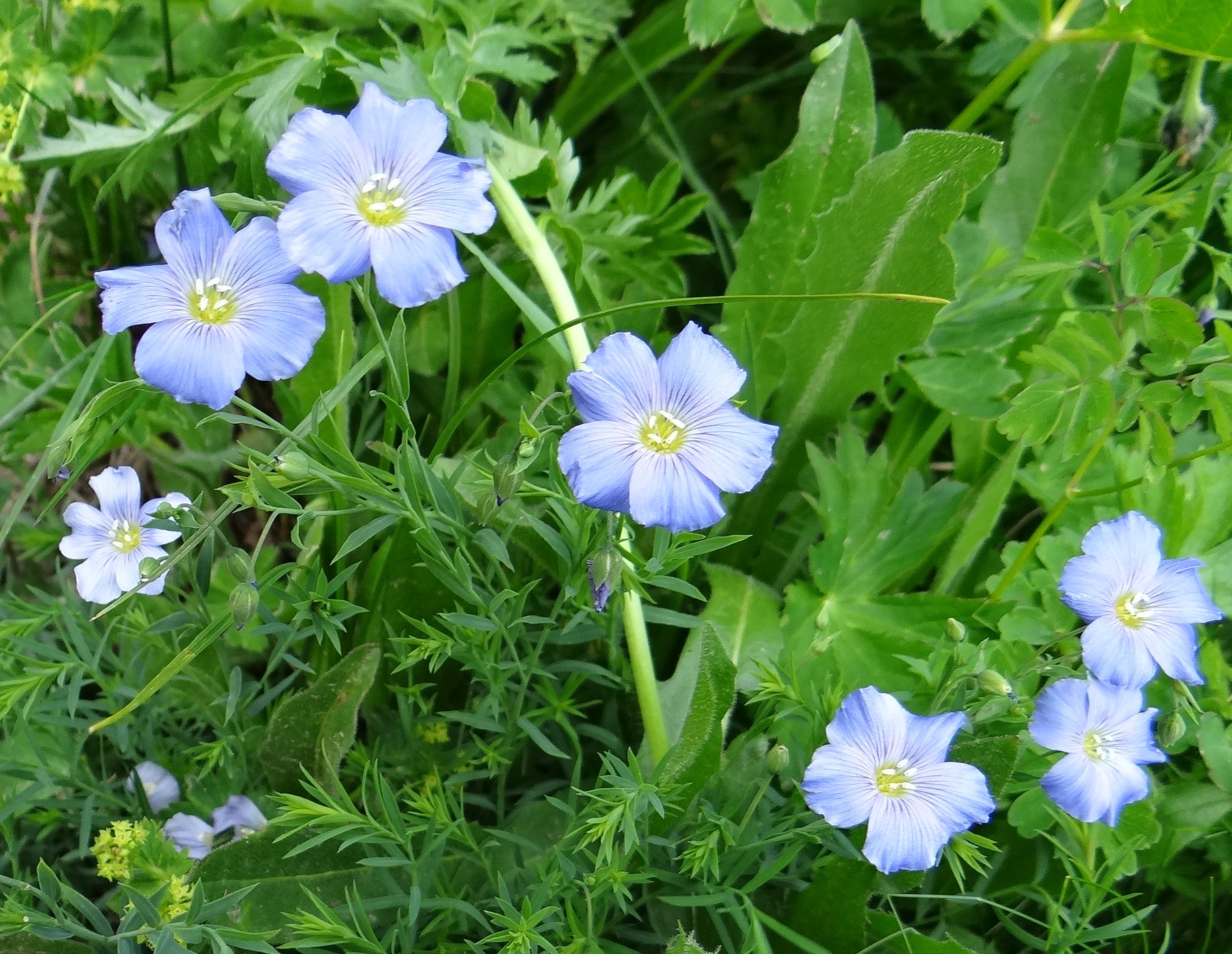 Variety of Life: Linum