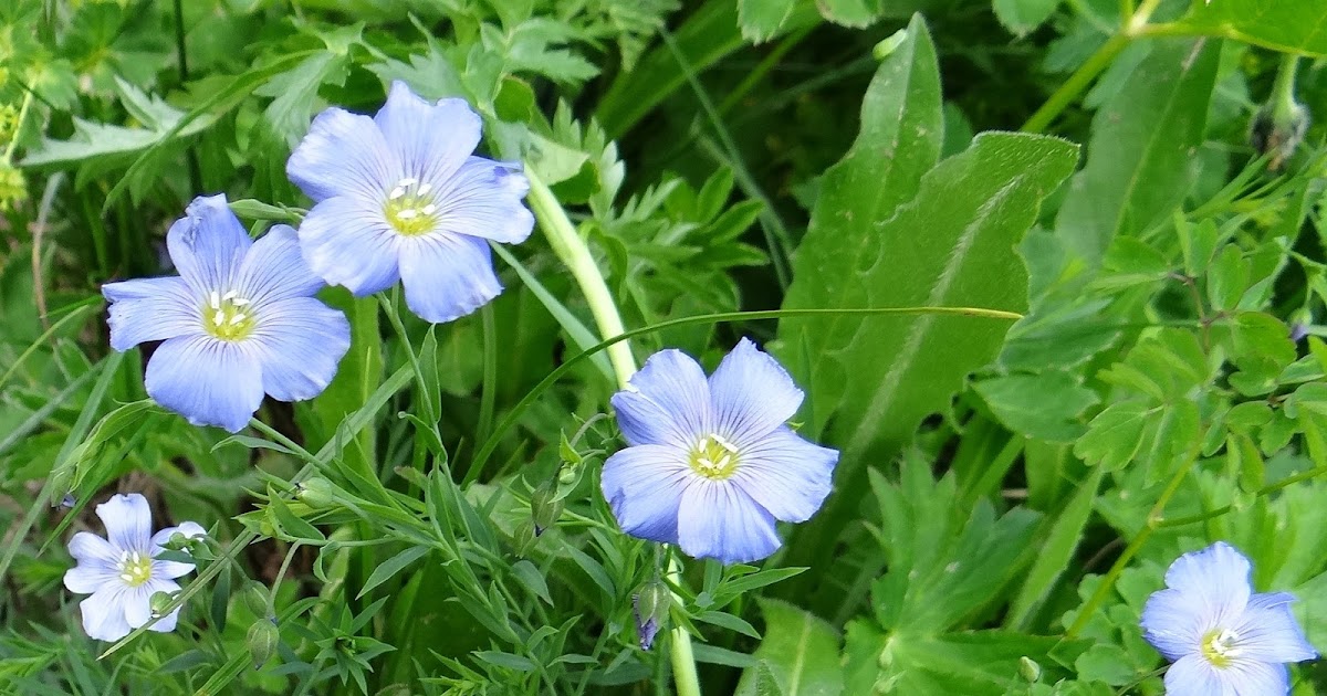 Variety of Life: Linum