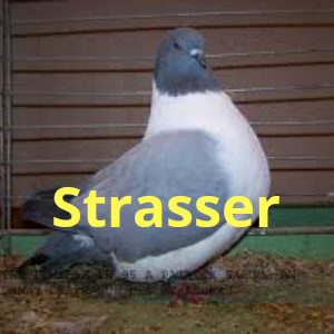 PIGEON GALLERY - 100+ Pigeons Picture with Name