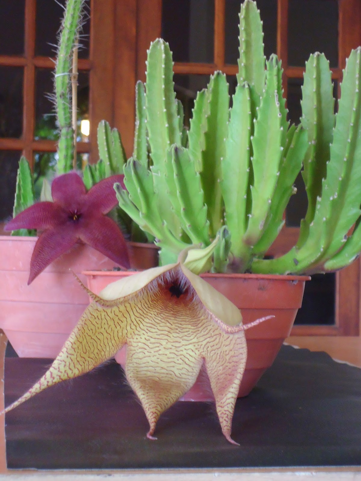 tutuna mituna: Stapelia / Flor estrella