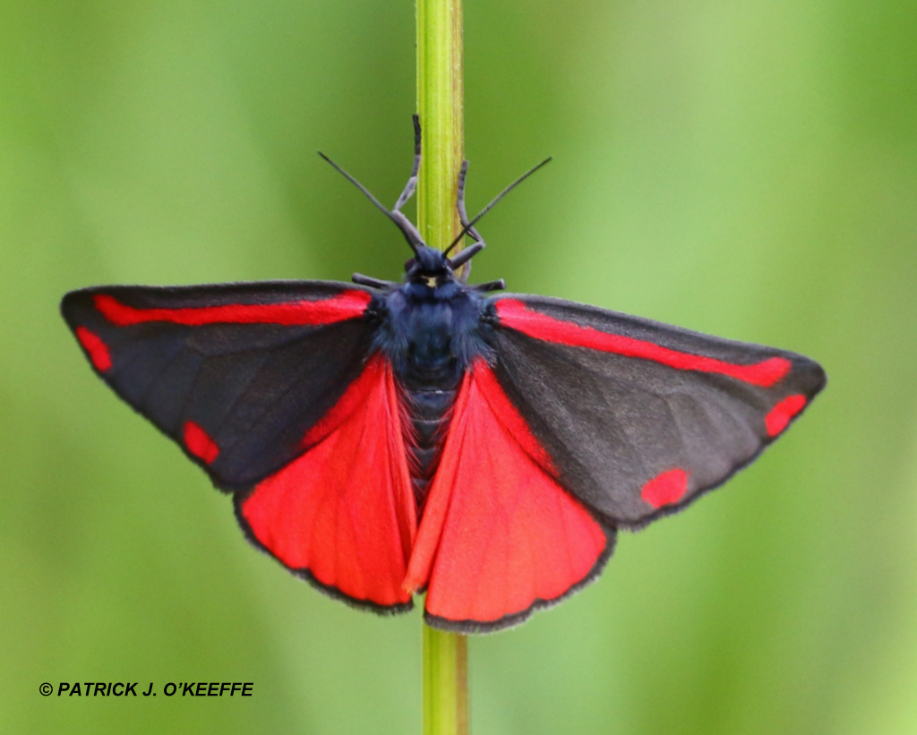 Raw Birds: CINNABAR MOTH (Tyria jacobaeae) displaying Lullymore West ...