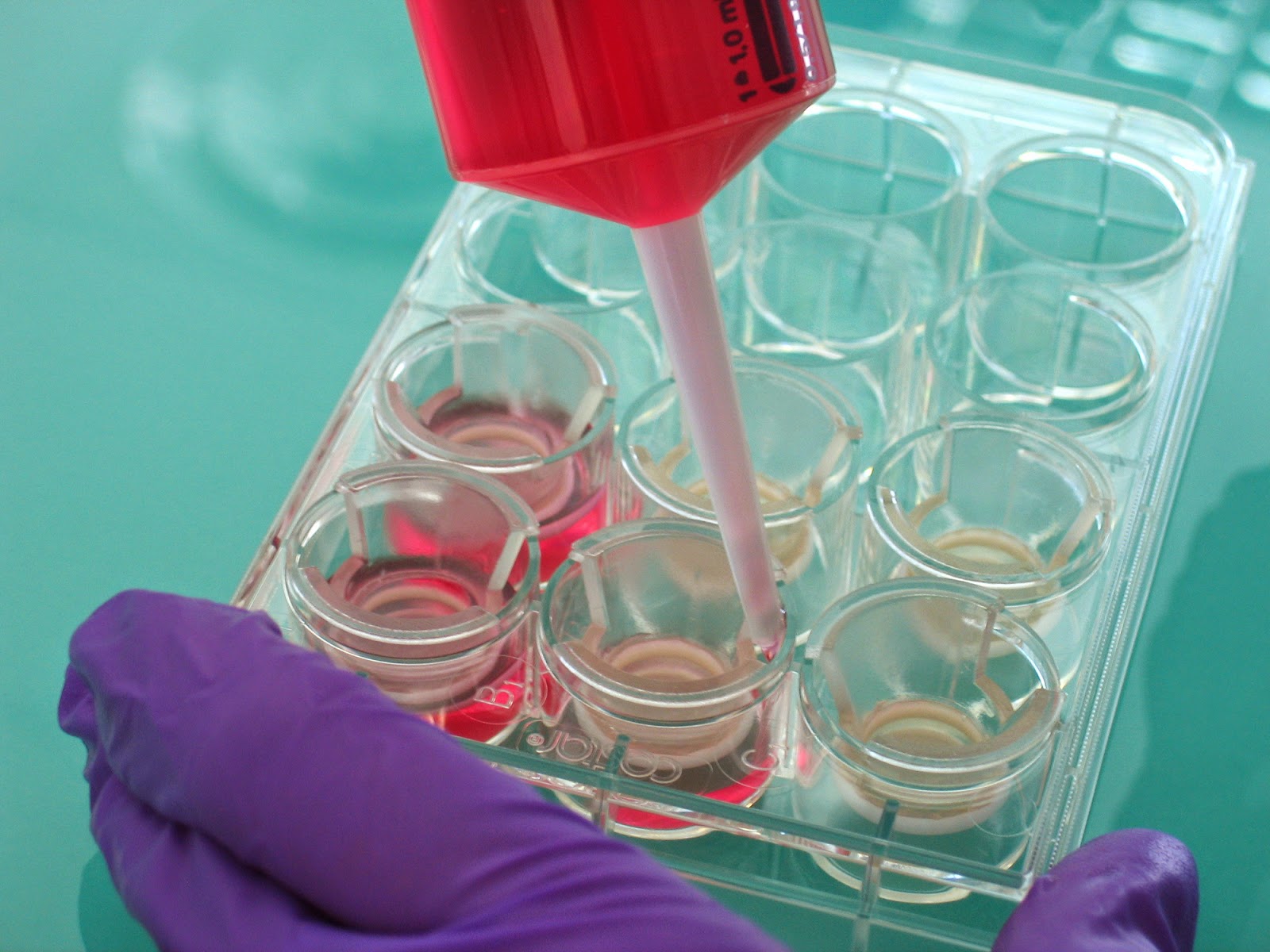 Small Animal Talk: Should animals be used for cosmetic testing?