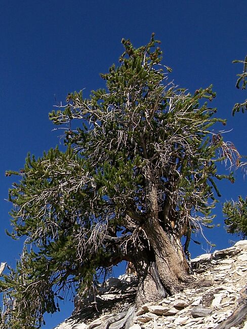 CEREBRAL BOINKFEST: Methuselah Lives