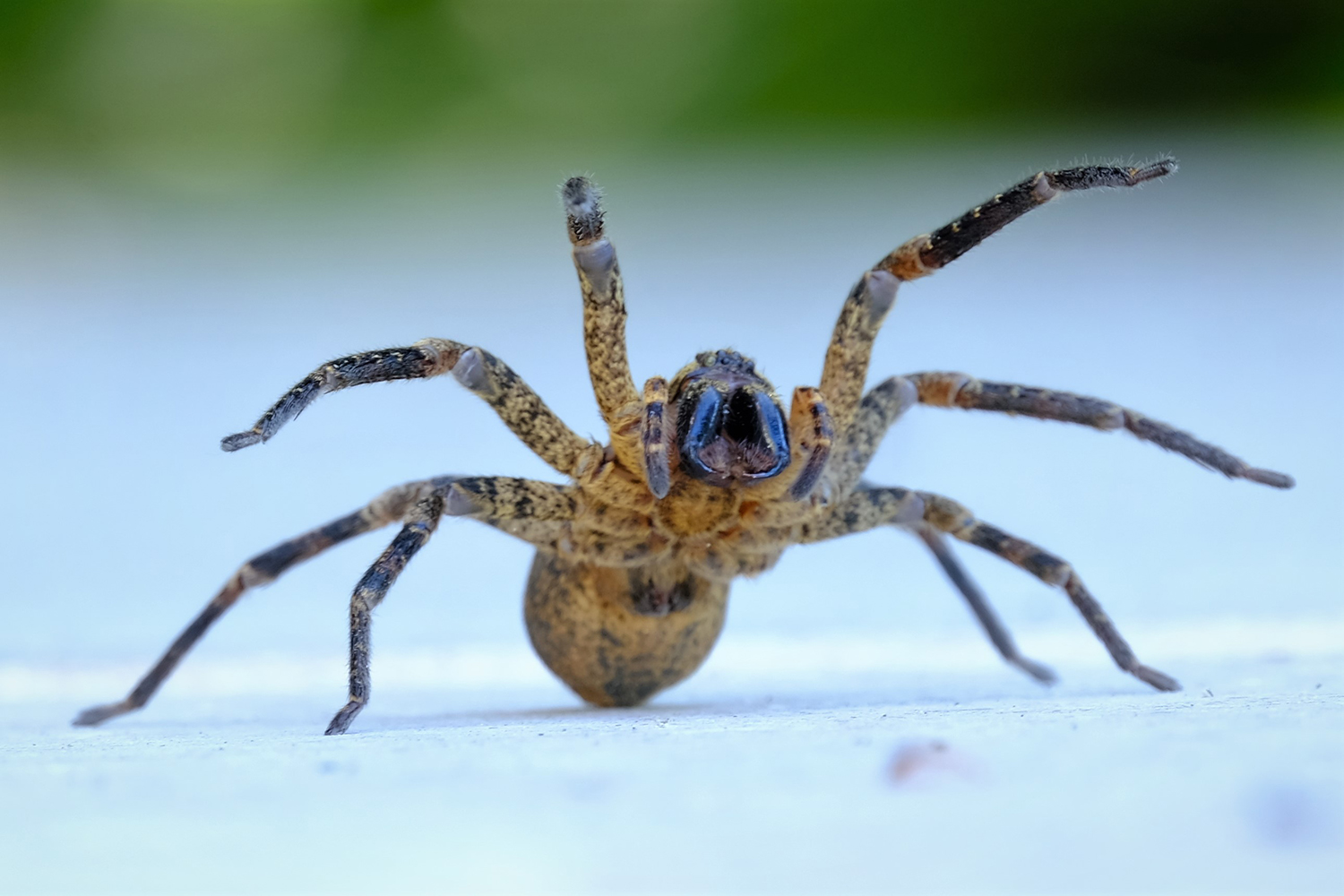 Images Nature Chambray: Une grosse araignée
