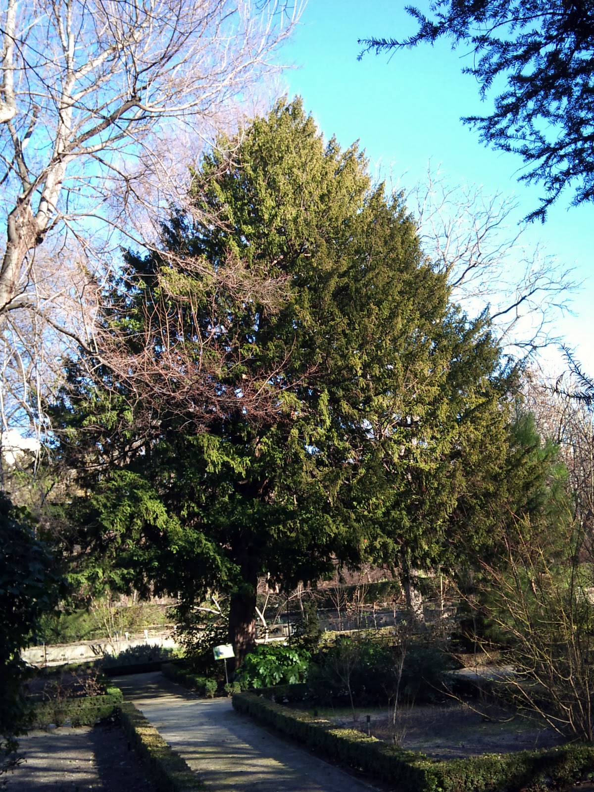 Árboles con alma: Tejo. Teix. (Taxus baccata)