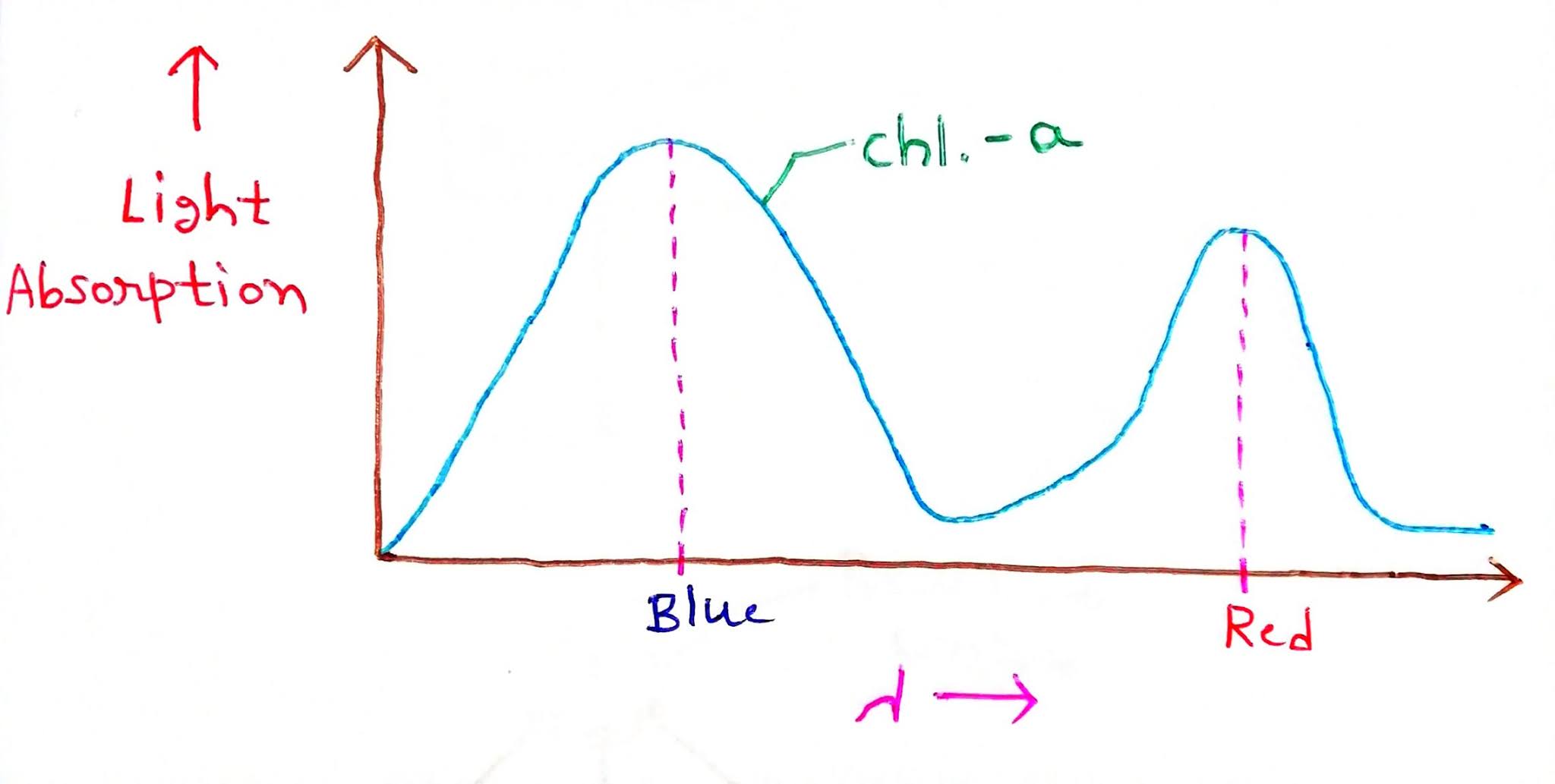 Photosynthesis: Light and Dark Reaction