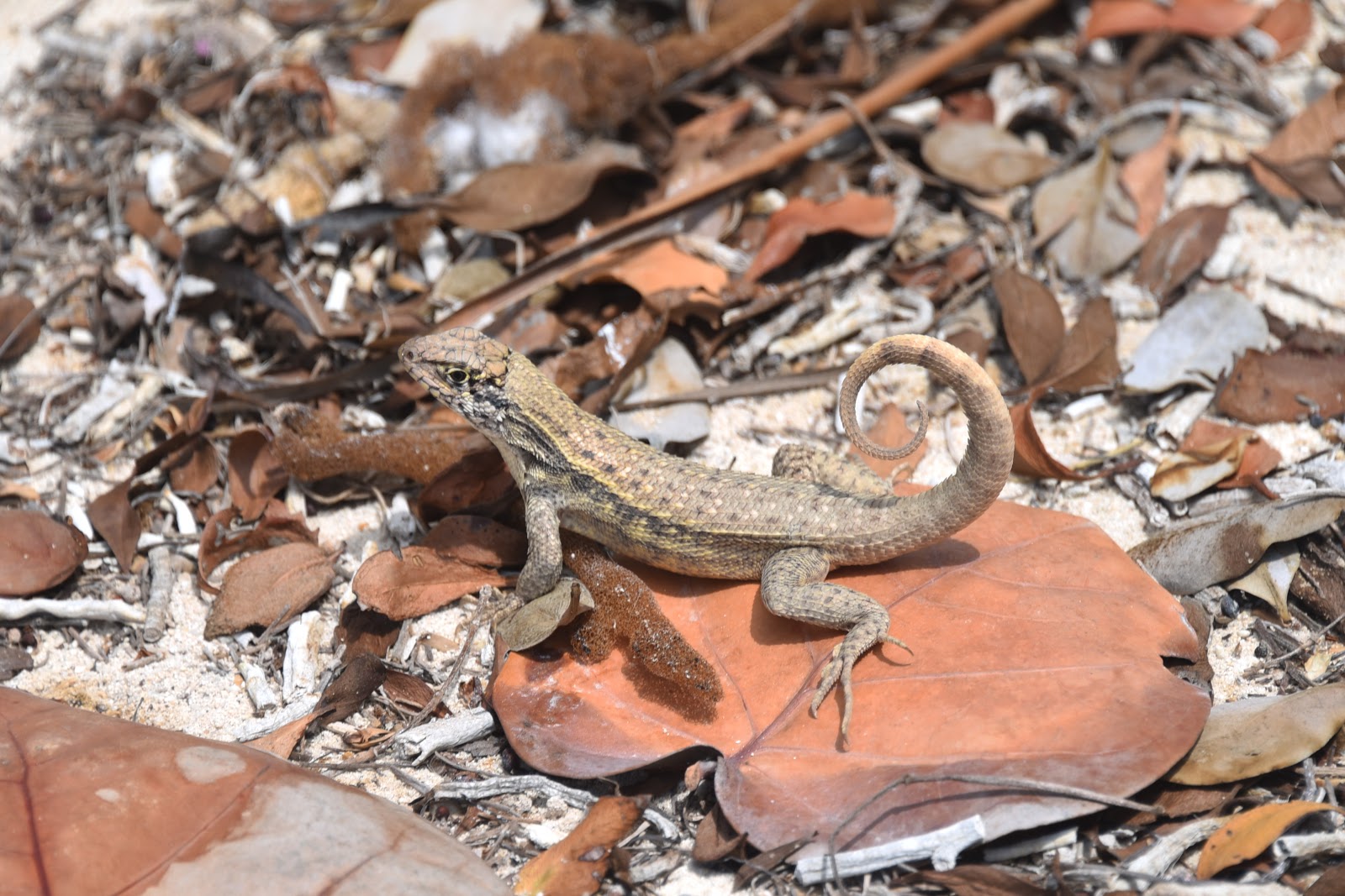 Visions From Key West