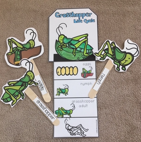 Grasshopper Life Cycle