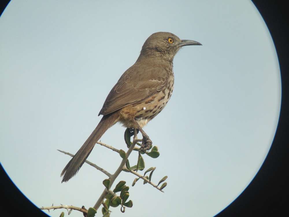 Birdernaturalist: Blog Backlog Catch-up: Baja California in February 2018