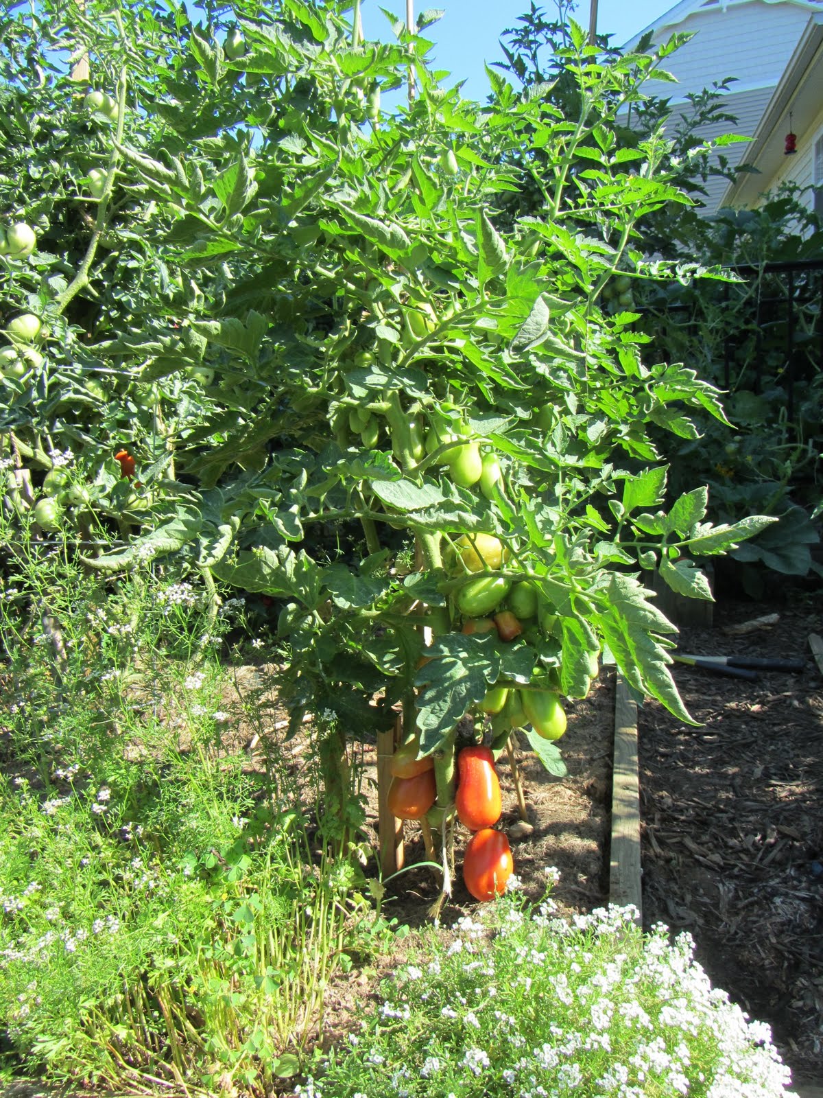The Rusted Vegetable Garden
