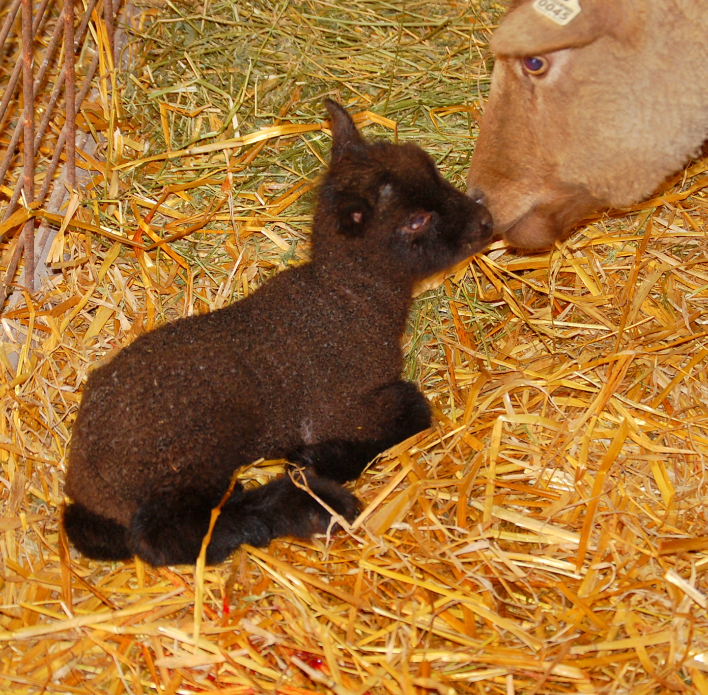 Crosswinds Farm: Baa Baa brown sheep