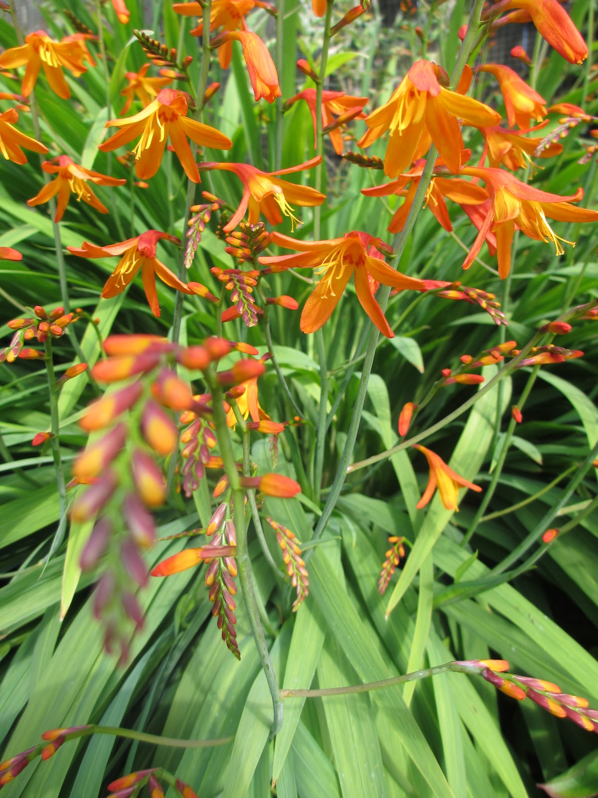 Ivy, Phyllis and Me!: PHYLLIS IS TRAVELLING NORTH