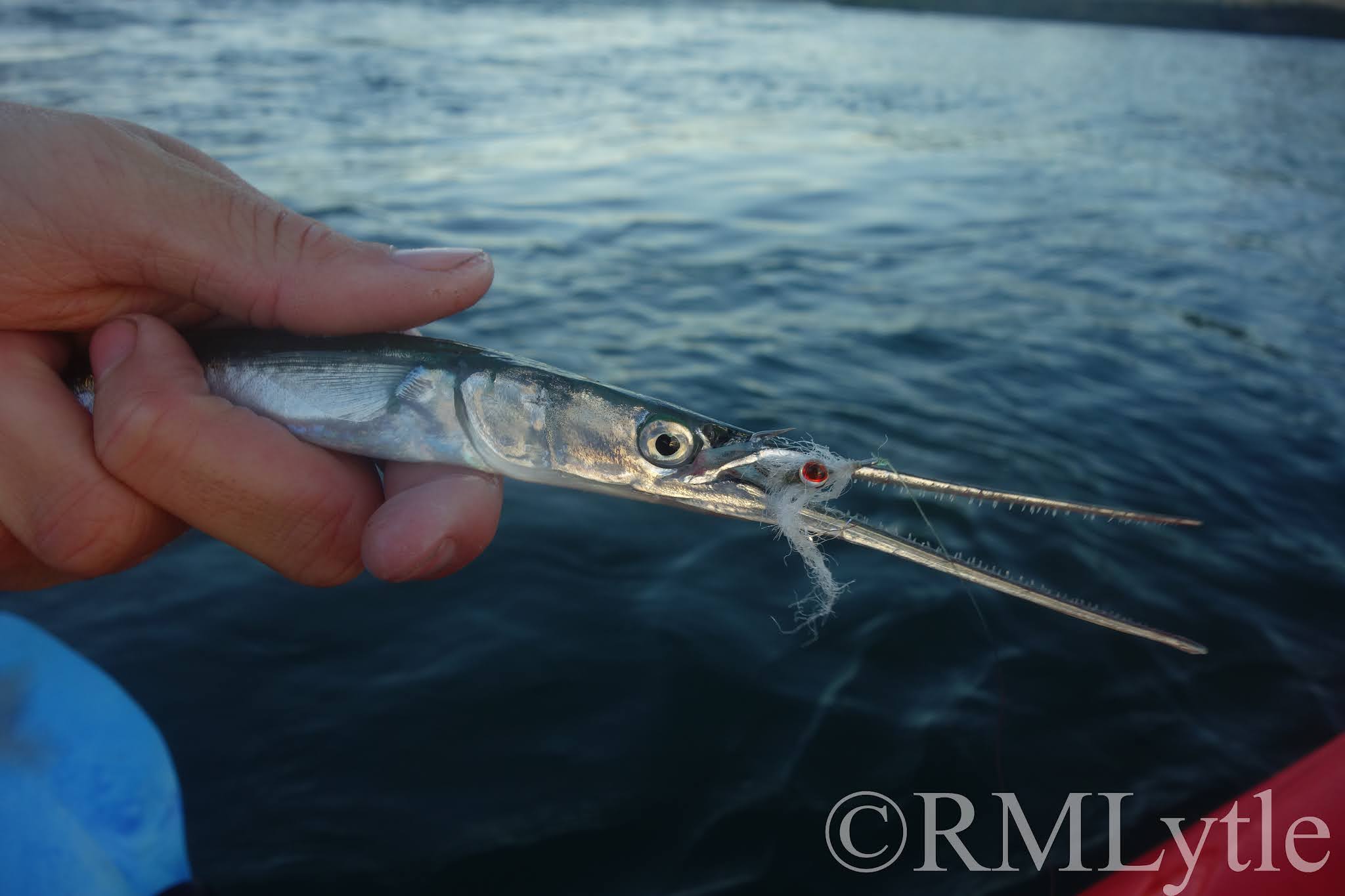 Needlefish