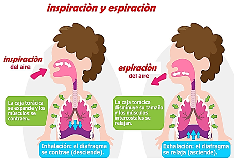 YAQUELINE VÀSQUEZ GUTIÈRREZ: CIENCIAS NATURALES GRADO QUINTO