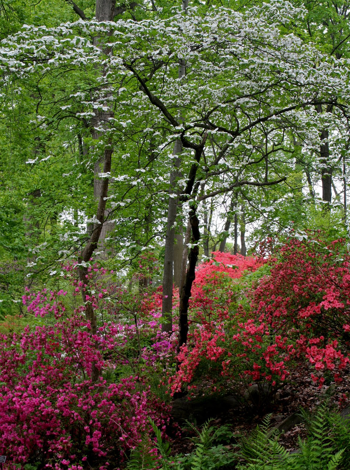 Garden Bytes from the Big Apple: New and Nifty @ The New York Botanical ...