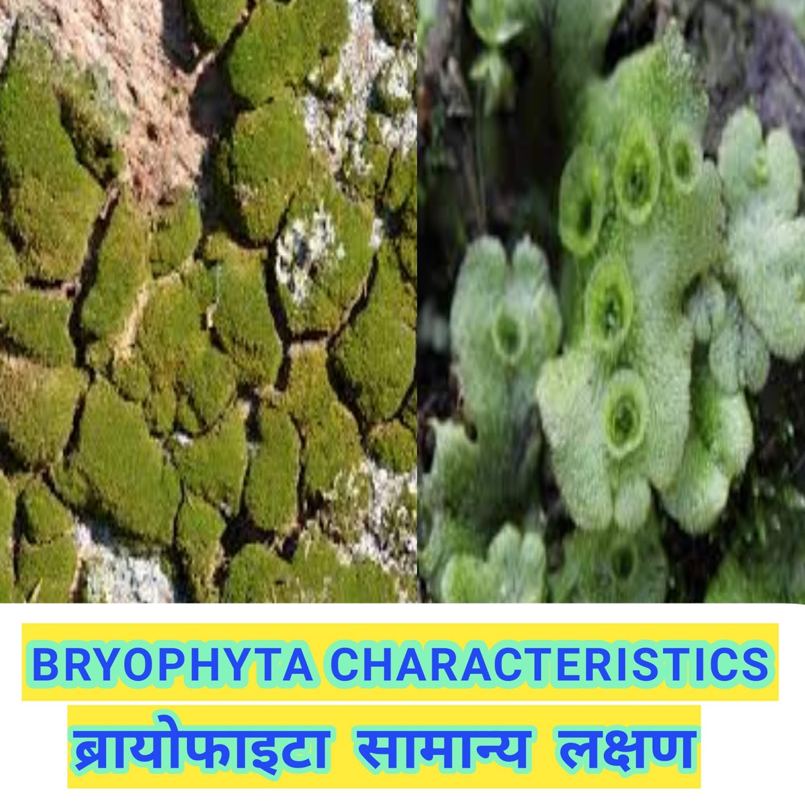 BRYOPHYTA, CHARACTERISTICS FEATURES