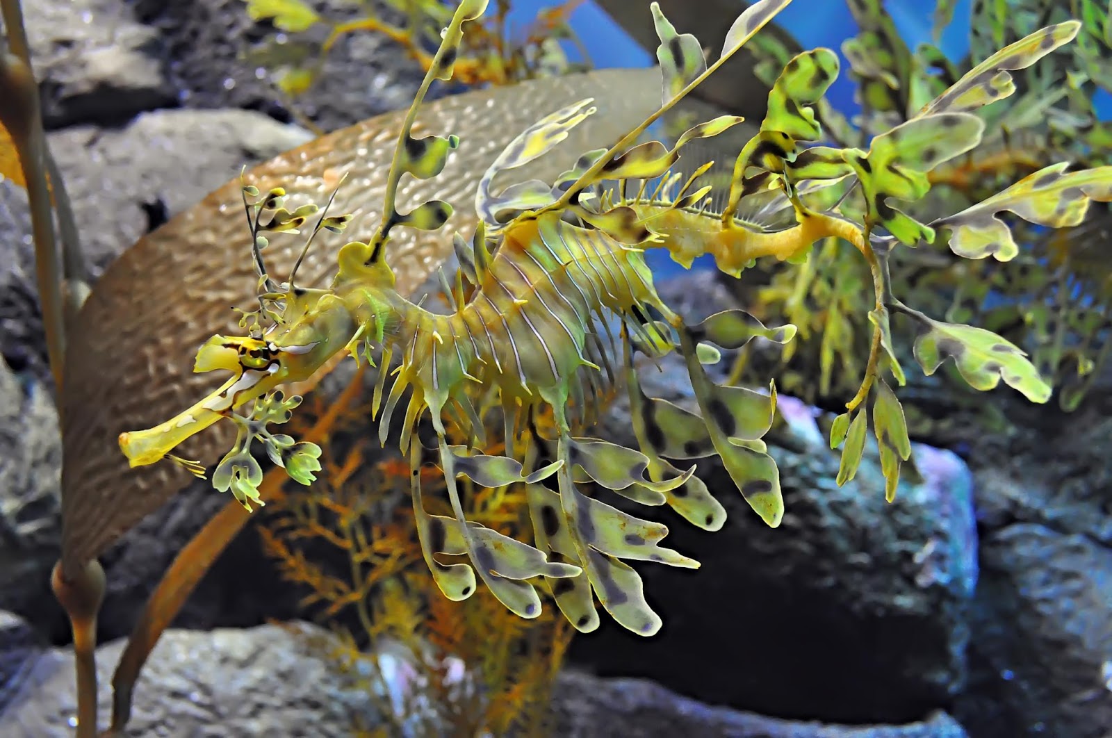 Real Monstrosities: Leafy Seadragon