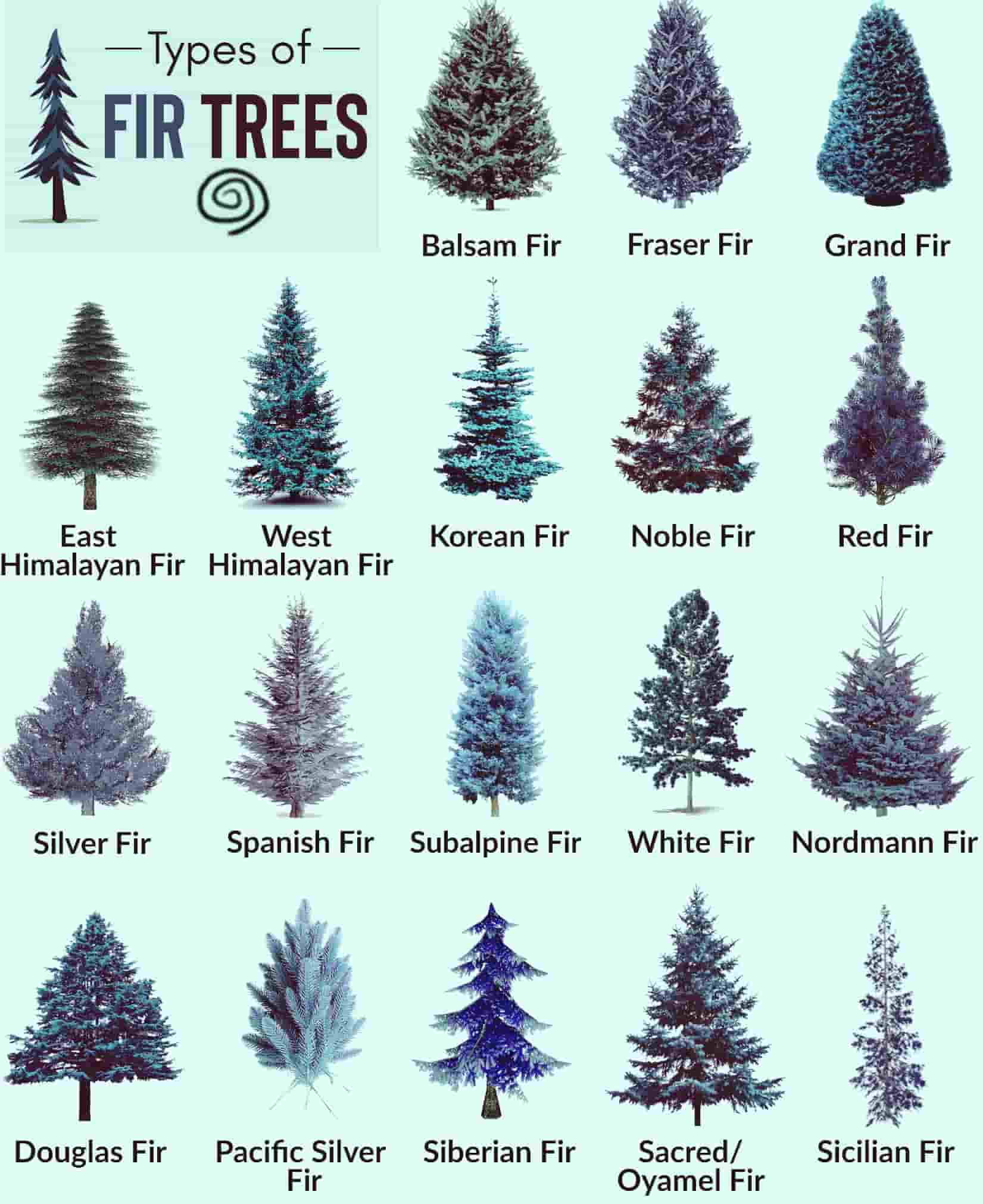 Fir tree: What are the Fir tree uses and benefits